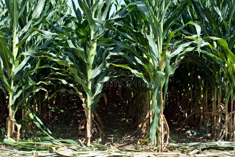 Corn Stalks stock image. Image of grass, harvest, dusk - 15711441