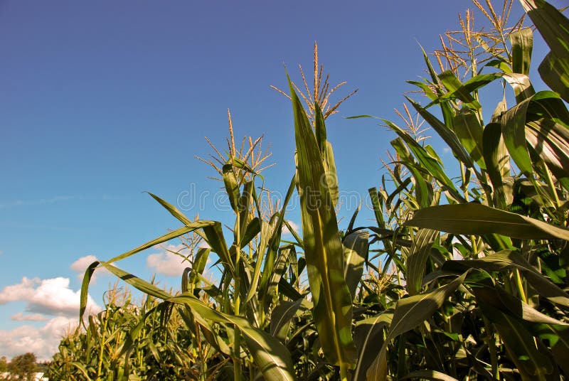 Corn Stalks stock image. Image of farm, agriculture, crop - 11674945