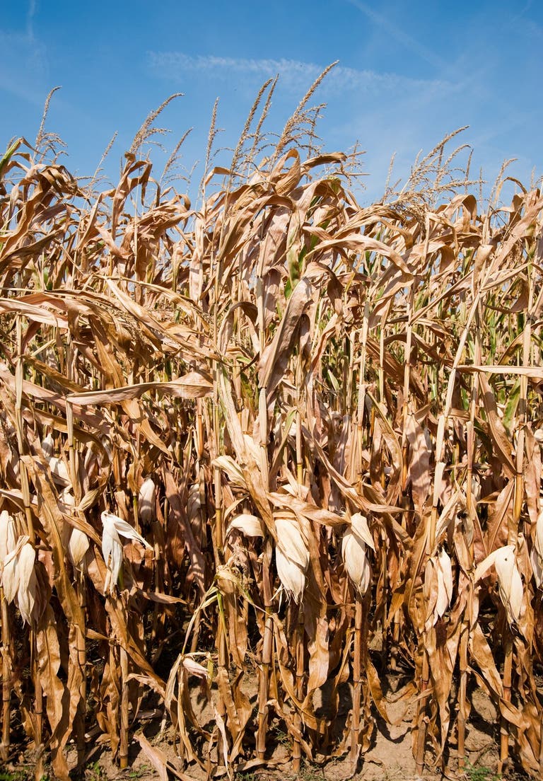 836 Dried Corn Stalks Stock Photos - Free & Royalty-Free Stock Photos ...
