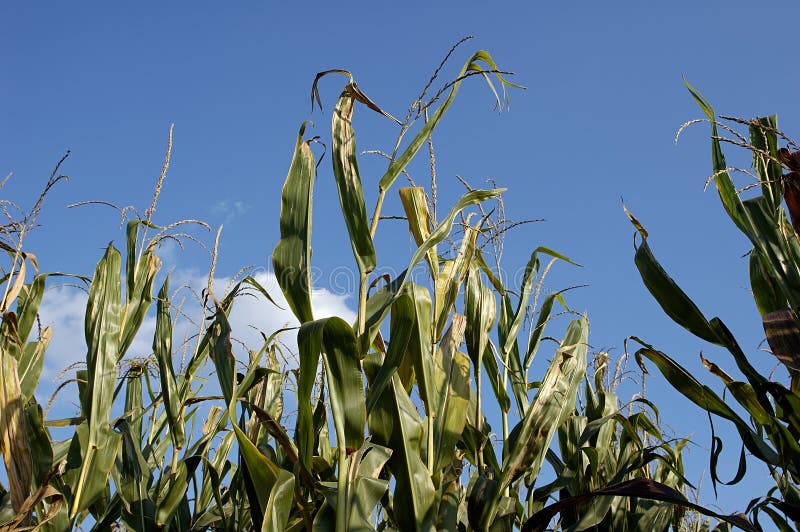 9,592 Corn Stalks Stock Photos - Free & Royalty-Free Stock Photos from ...