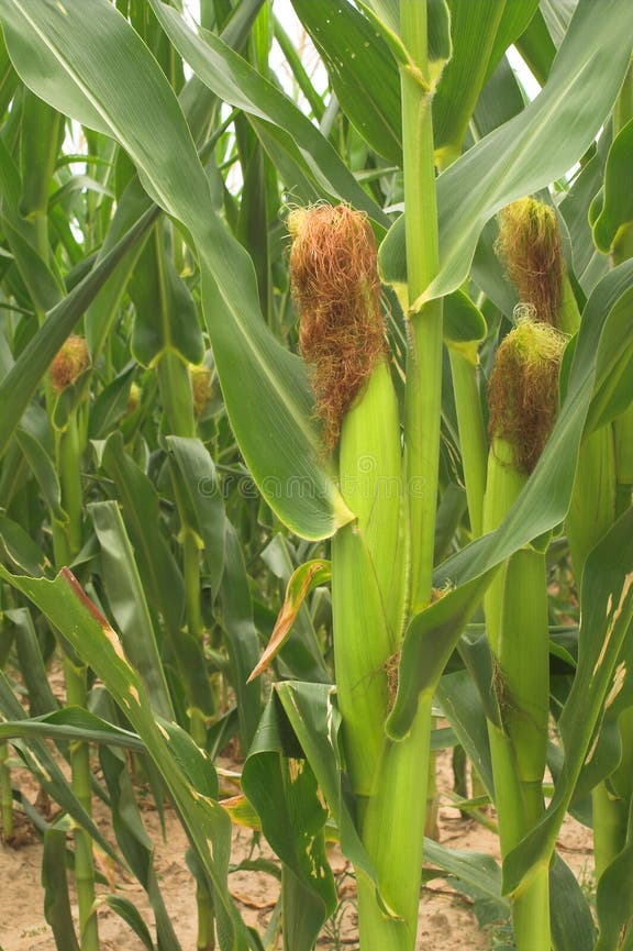 Corn Stalks stock image. Image of crop, side, farming - 2728091