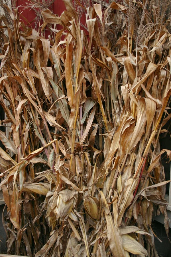 6,316 Corn Stalks Stock Photos - Free & Royalty-Free Stock Photos from ...
