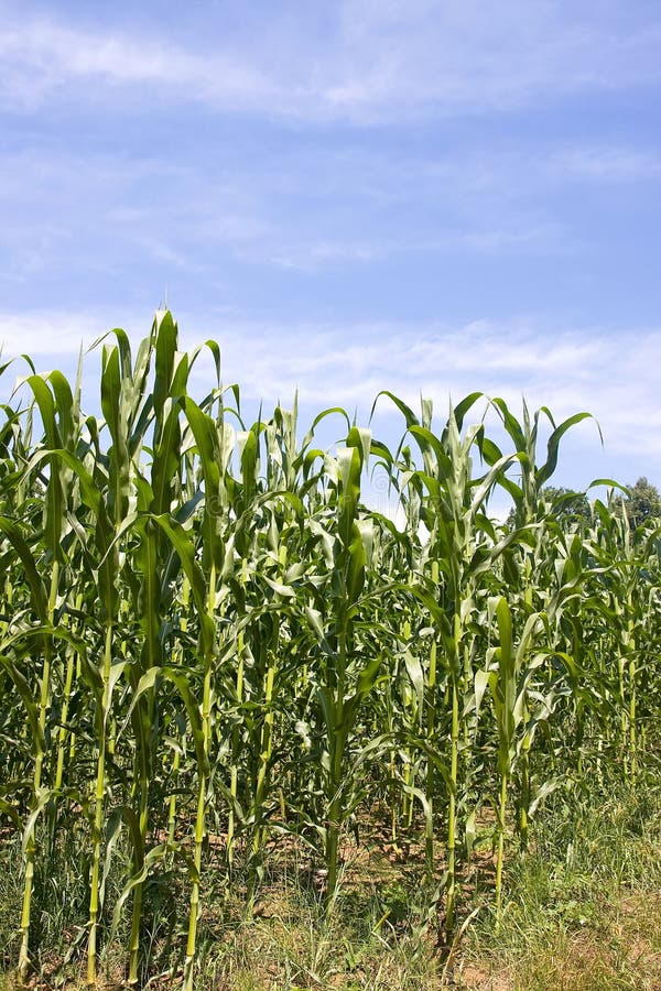 6,419 Corn Stalks Stock Photos - Free & Royalty-Free Stock Photos from ...