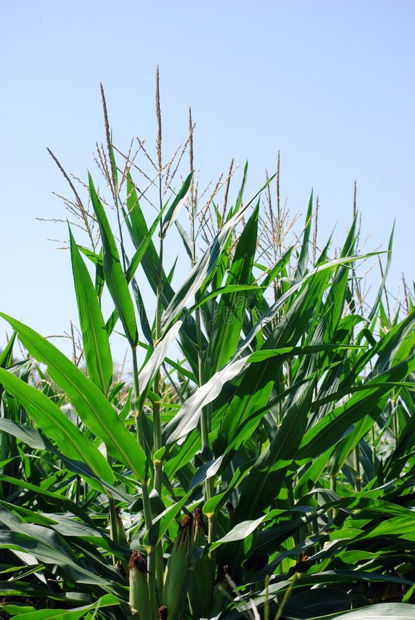 Corn stalks stock photo. Image of healthy, veggie, land - 5895850