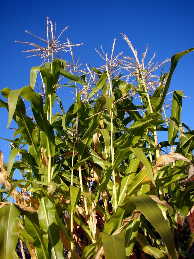 Corn Stalks with Tassels stock photo. Image of field - 67396516