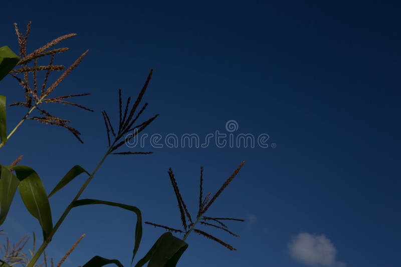 Corn Stalks Against a Blue Sky on a Sunny Day Stock Image - Image of ...