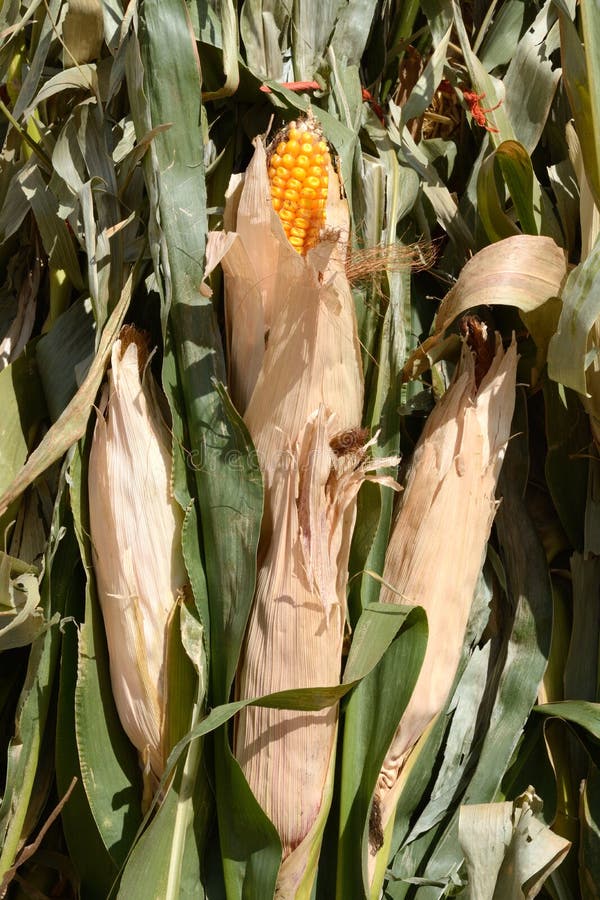 Corn stalks stock photo. Image of corn, fall, natural - 78588796