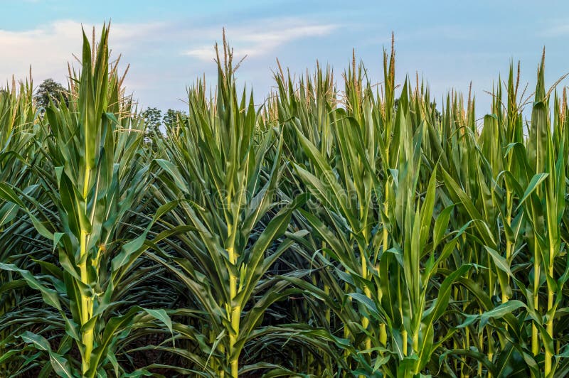 Green Cornstalks with Tassels Against Blue Summer Sky Stock Image ...