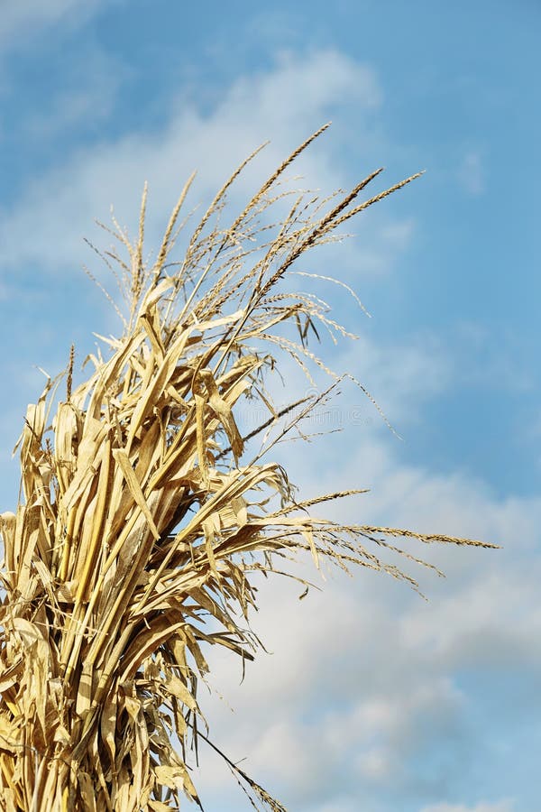 Dry Corn Stalks with Cobs,corn on the Stalk Dry Corn Stock Image ...
