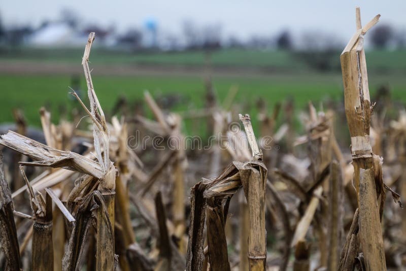 Corn Stalks in Fall stock photo. Image of garden, house - 120339700