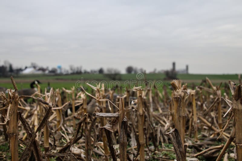 Corn Stalks in Fall stock image. Image of ducks, edge - 120339687