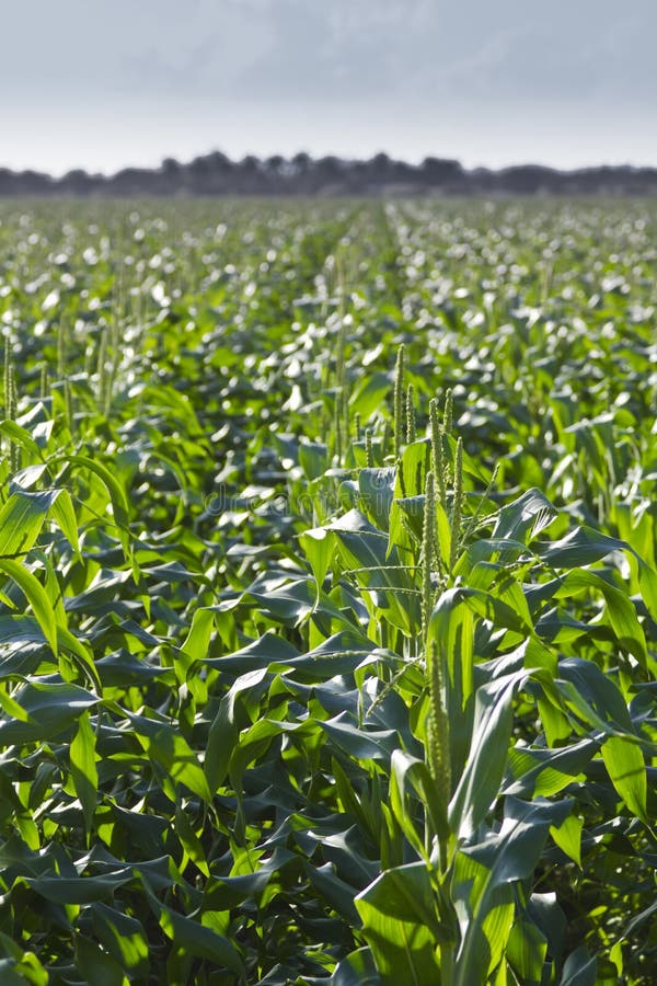 Corn stalks in field stock image. Image of leaves, growth - 23037359