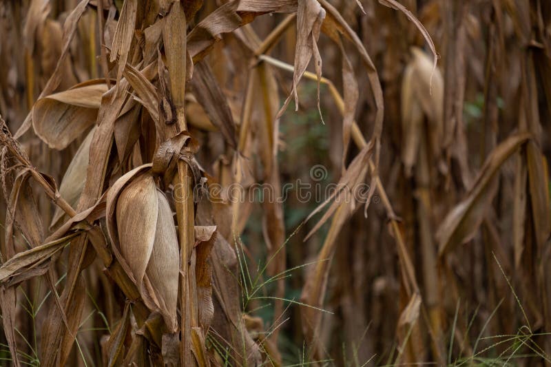 Corn Stalks with Foliage and Dry Ears Stock Image - Image of ...