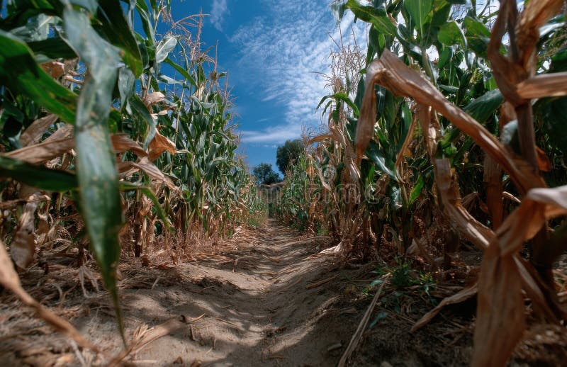 Corn Stalks Forming a Path through a Field Under Blue Sky Stock Photo ...