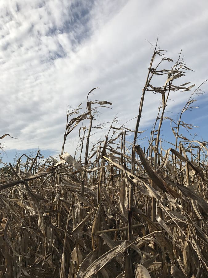 Corn Stalks in Front of a Blue Sky Stock Image - Image of fall, blowing ...