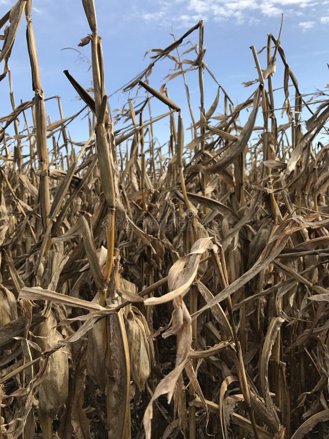 Corn Stalks in Front of a Blue Sky Stock Image - Image of wind, corn ...