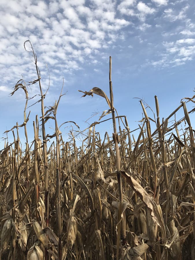 Corn Stalks in Front of a Blue Sky Stock Image - Image of blowing ...