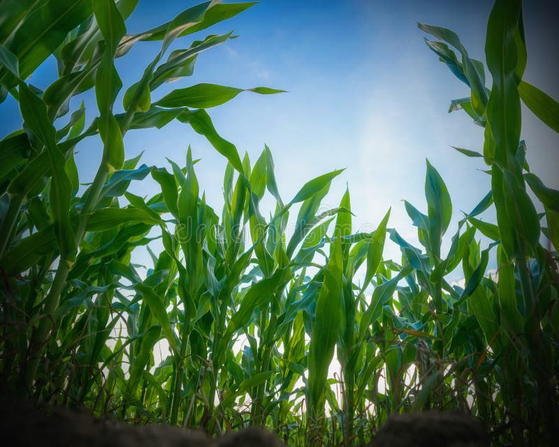 Corn stalks stock photo. Image of bright, environment - 57240024