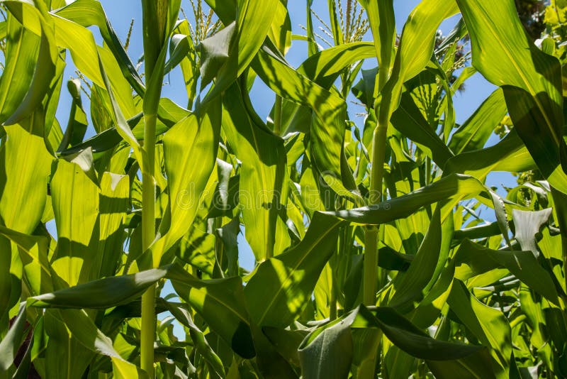 Corn Field - close up stock image. Image of crop, nature - 111367601