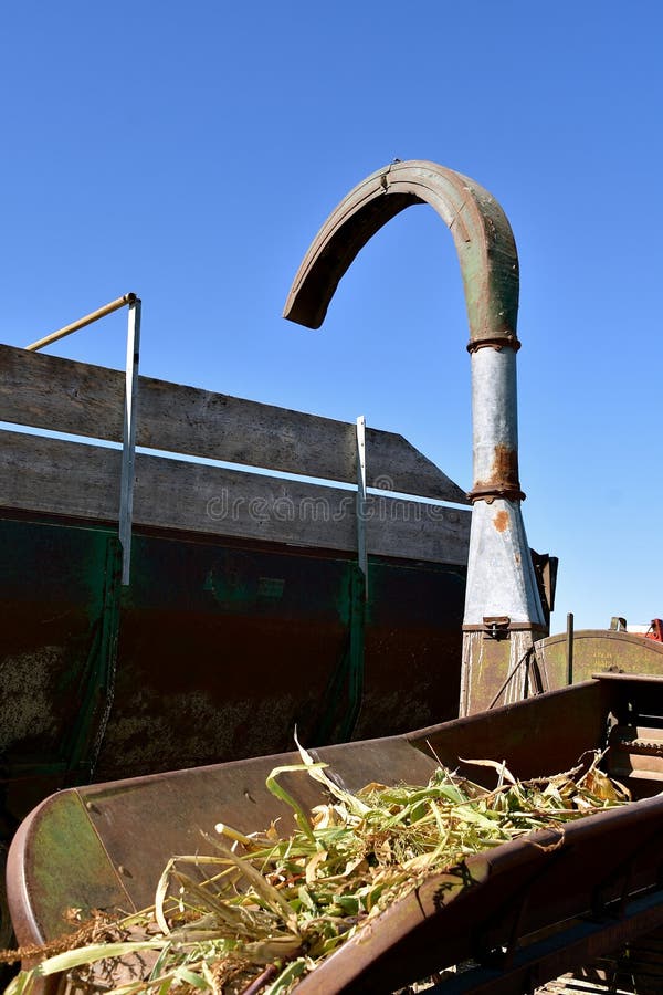 Corn Stalks Heading from Auger To Blower To Be Chopped into Silage ...