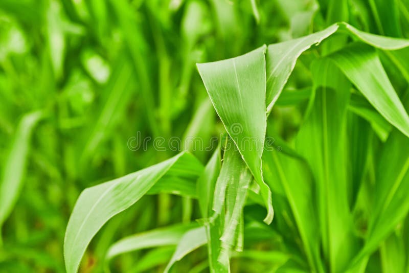 Corn Stalks and Leaves in the Garden. Natural and Organic Vegetables ...