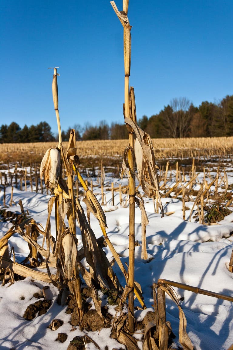 9,592 Corn Stalks Stock Photos - Free & Royalty-Free Stock Photos from ...
