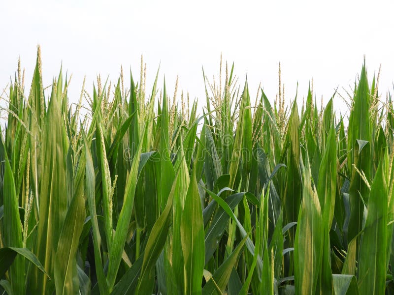 Lancaster Amish Corn Stalks Grow Straight and Tall in Pennsylvania ...