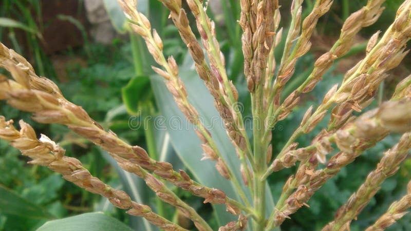 Corn stalks stock image. Image of corn, green, photographed - 75087821