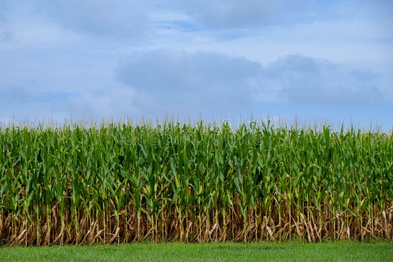 Cornfield Detail Banner Panorama, Corn Stalks Stock Photo - Image of ...
