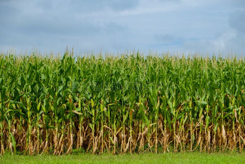 Corn Stalks Ready for Picking Stock Photo - Image of harvest, produce ...