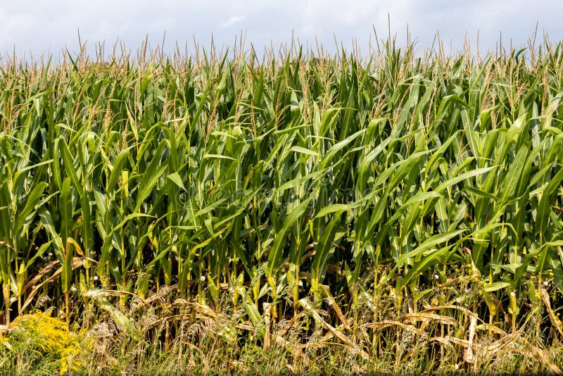 Corn Stalks at Side of a Cornfield Stock Image - Image of cultivated ...