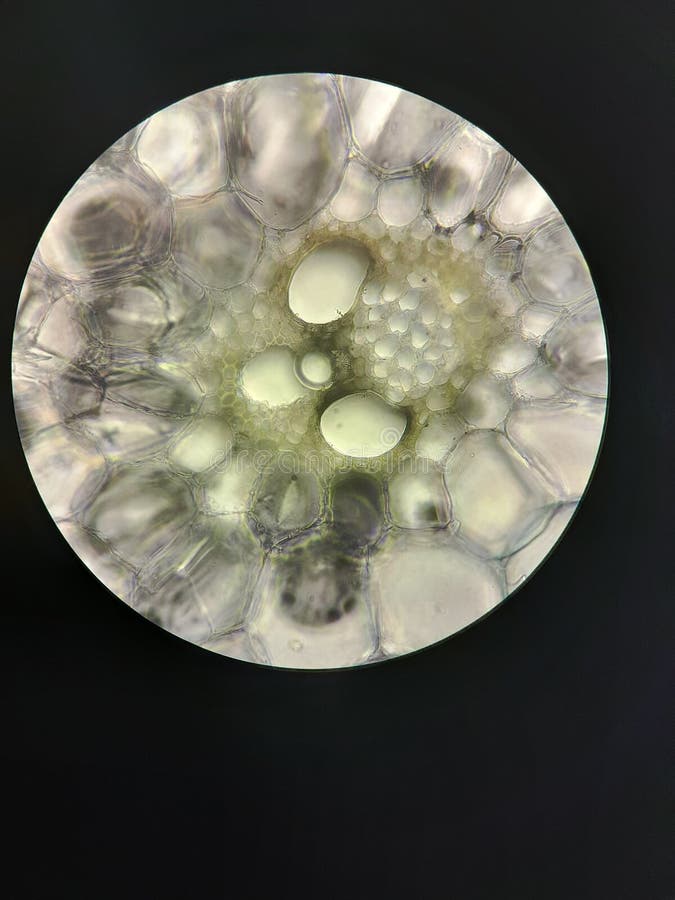 Corn Stalks Under a Microscope at 40 Magnification Stock Photo - Image ...