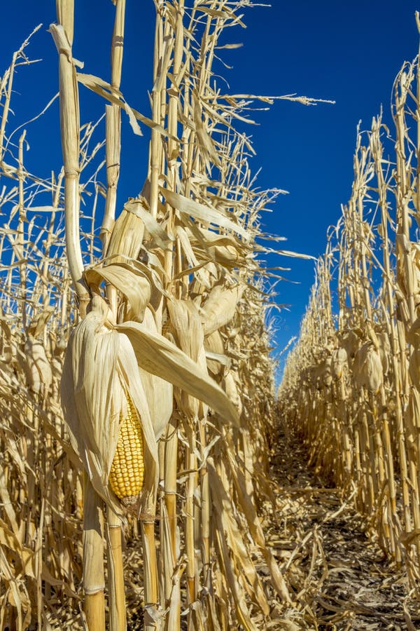 Corn Stalks in the Winter with Corn on Them Stock Image - Image of farm ...