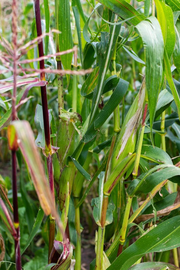 Corn Stalks with Young Ears Stock Photo - Image of leaf, stem: 229823530