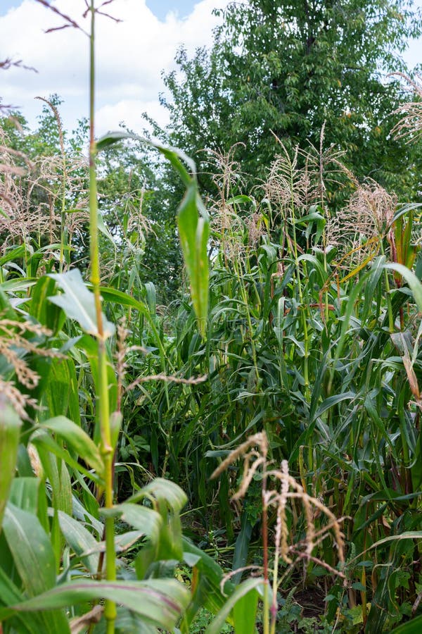 Corn Stalks with Young Ears Stock Photo - Image of nature, garden ...