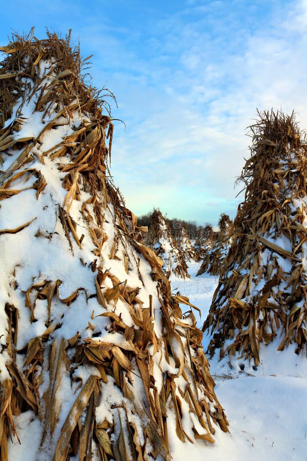 Stooked Corn Stalks Lined Up in the Field on a Peaceful Evening in the ...