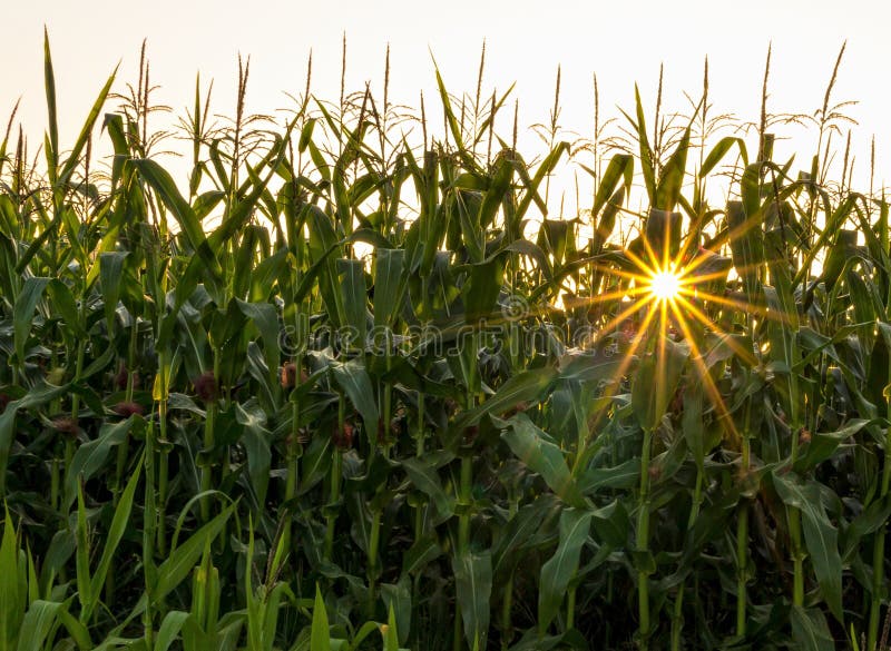 Corn Star stock image. Image of food, farm, stalks, sunrise - 47305151