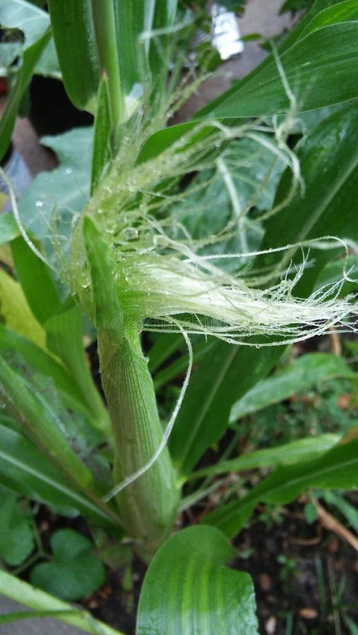 A corn started to bloom stock photo. Image of grass - 187786342