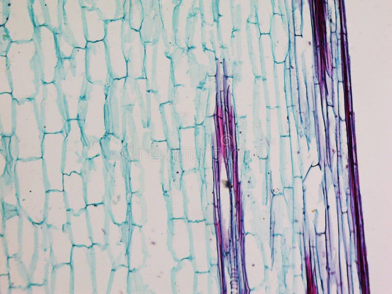 Corn stem micrograph stock image. Image of photomicrograph - 47352355