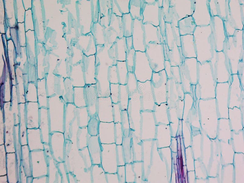 Cucurbita stem micrograph stock photo. Image of cucurbita - 48457860