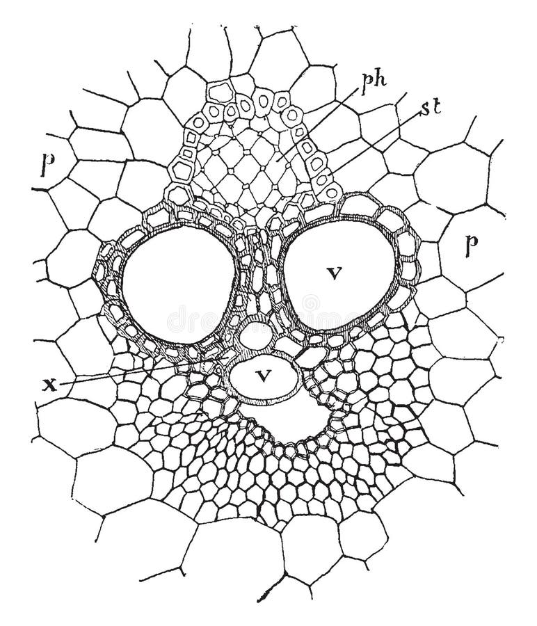 Corn Stem Vintage Illustration Stock Vector - Illustration of bundle ...