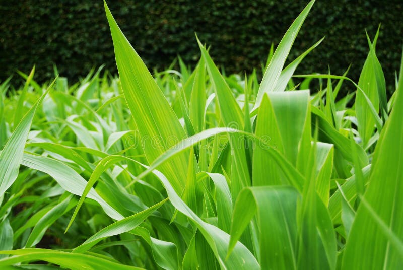 Corn stems stock image. Image of industry, crop, field - 27384823