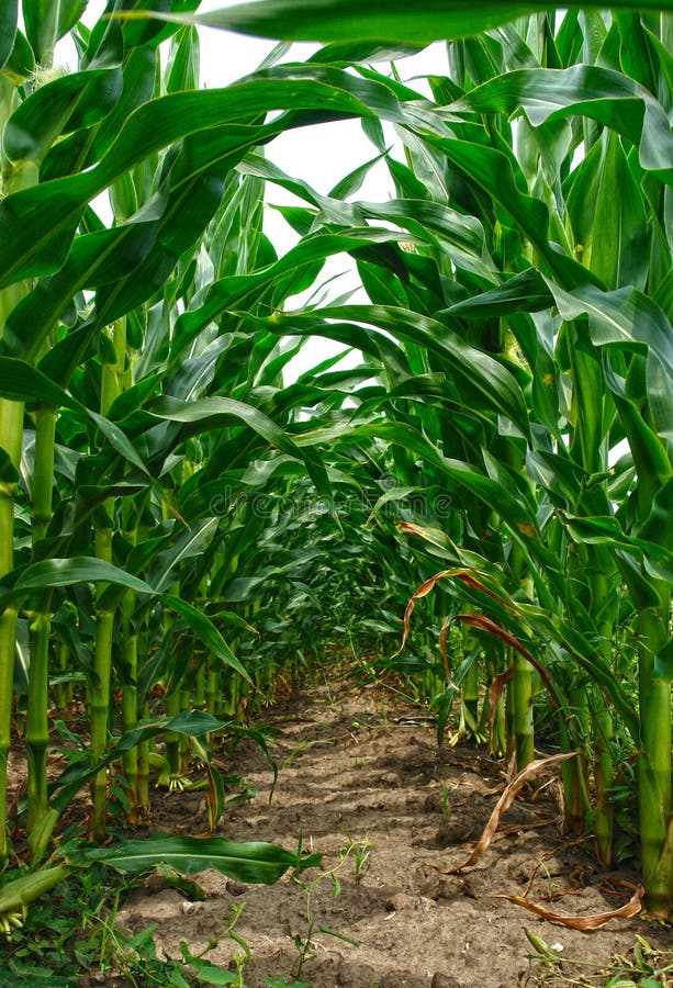 Corn stems stock image. Image of culm, freshness, business - 32030623