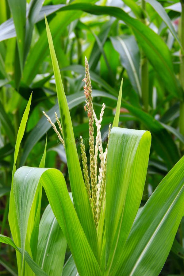 Corn stems stock image. Image of grow, corn, nature, landscape - 32581225