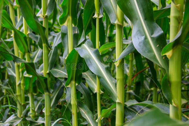 Corn stems stock image. Image of grow, corn, nature, landscape - 32581225