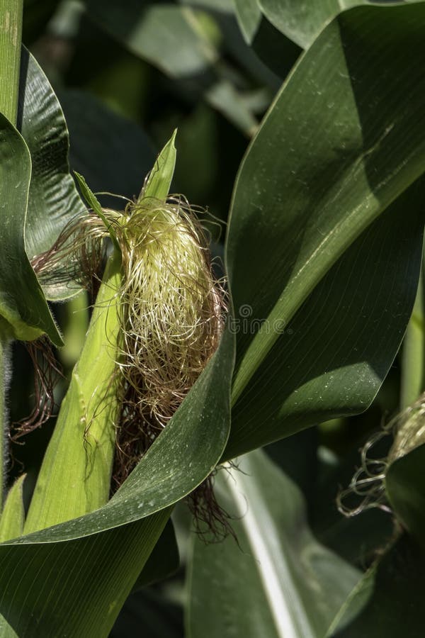 Corn Stigmas on Young Cobs among Foliage in an Agricultural Field. Corn ...