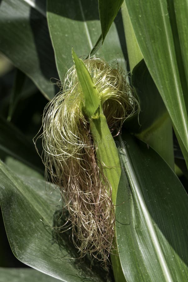 Corn Stigmas on Young Cobs among Foliage in an Agricultural Field. Corn ...