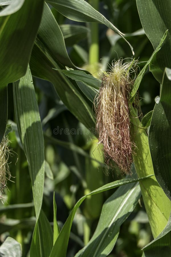 Corn Stigmas on Young Cobs among Foliage in an Agricultural Field. Corn ...