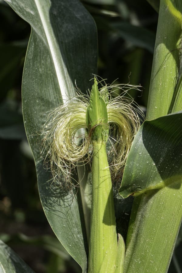 Corn Stigmas on Young Cobs among Foliage in an Agricultural Field. Corn ...