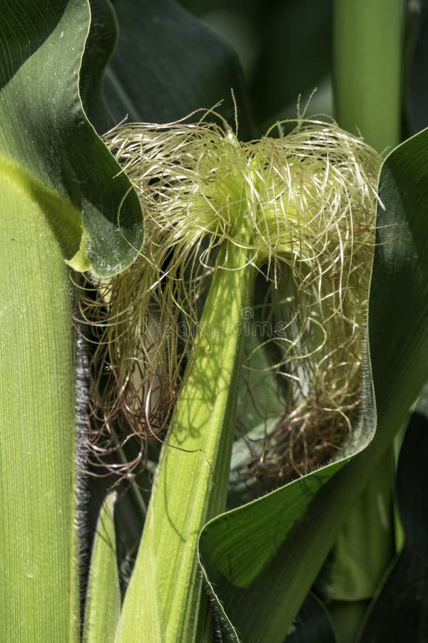 Corn Stigmas on Young Cobs among Foliage in an Agricultural Field. Corn ...